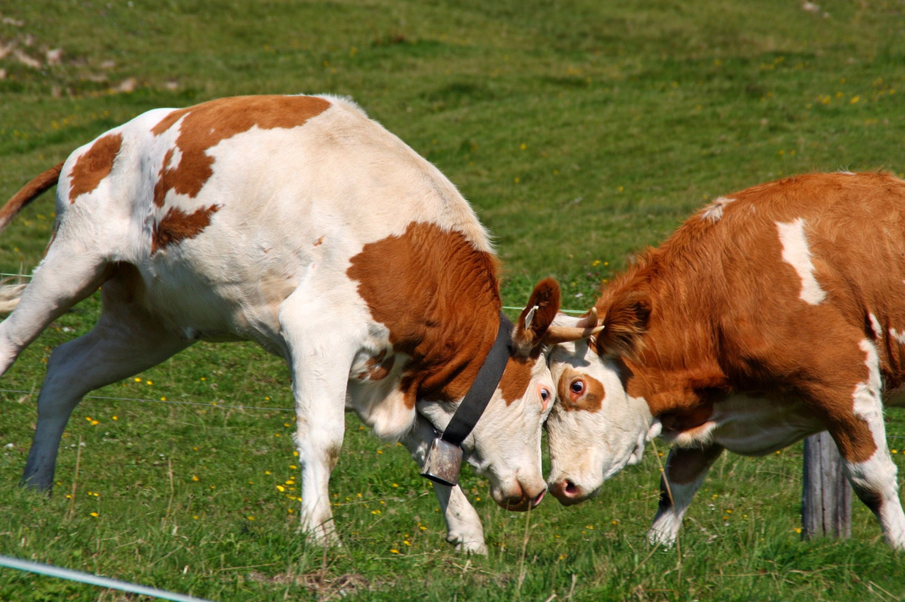 Qualifizierung Schulmediation | Arbeitsstelle kokon